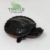 Pink Belly Snapping Turtle For Sale - Turtlestore.com