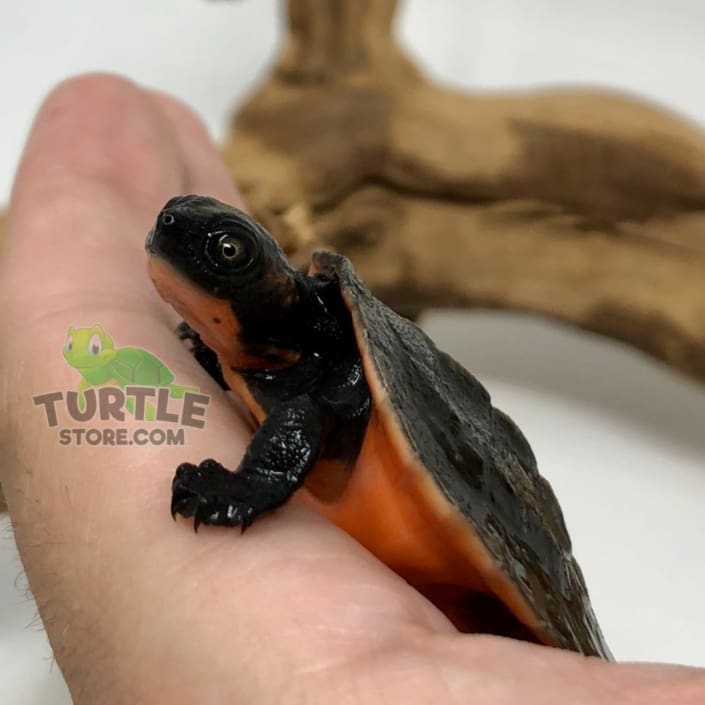 Snapping turtles for sale - Turtlestore.com