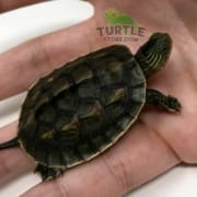 Chinese Golden Thread Turtles for sale online by the best turtle breeders.