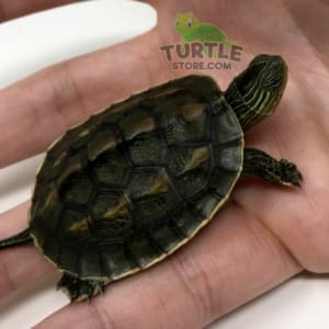 Chinese Golden Thread Turtles for sale online by the best turtle breeders.