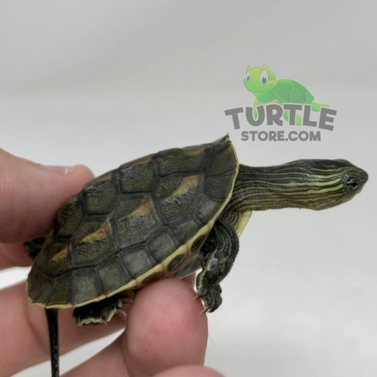 Pink Belly Snapping Turtle For Sale - Turtlestore.com