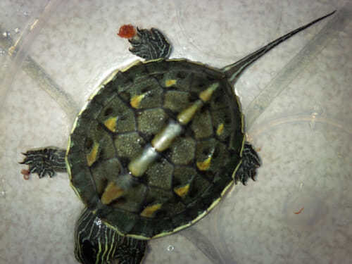 Chinese Golden Thread Turtle For Sale - Turtlestore.com