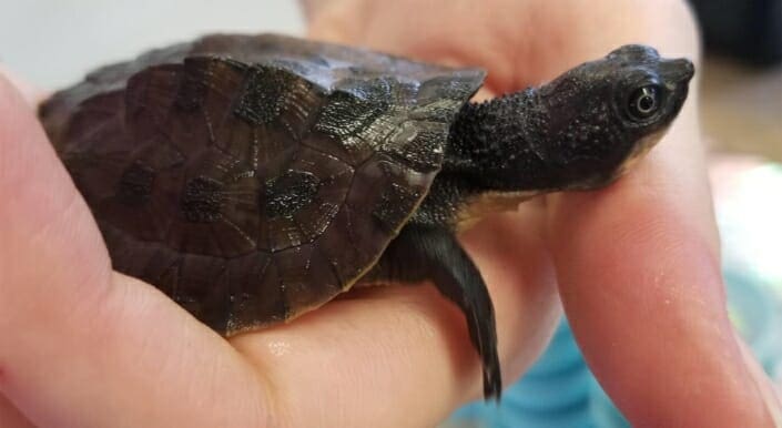 Snapping turtles for sale - Turtlestore.com