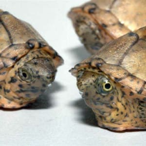 Razor Back Musk Turtle For Sale - Turtlestore.com