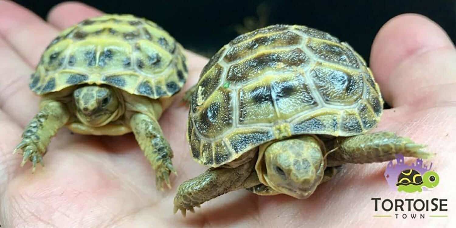 Russian Tortoise Breeder Horsefield Tortoise Breeder