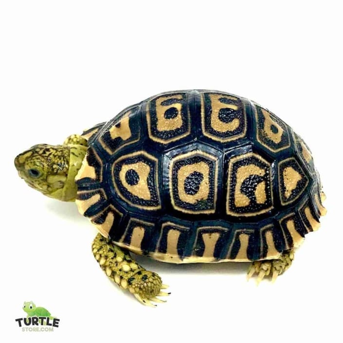 Giant South African leopard tortoise for sale | baby Pardalis Pardalis sale