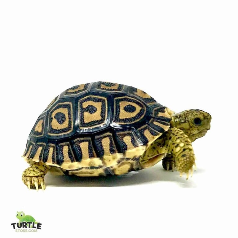 Giant South African leopard tortoise for sale | baby Pardalis Pardalis sale
