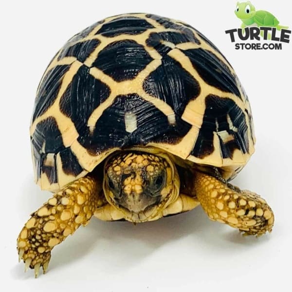Indian Star tortoise for sale | baby Indian Star tortoises for sale ...