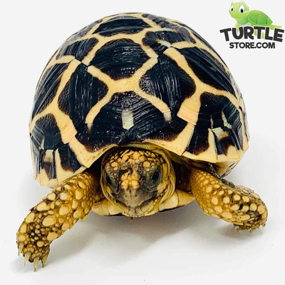 Indian Star Tortoise Lifespan Indian Star Tortoise Life Expectancy