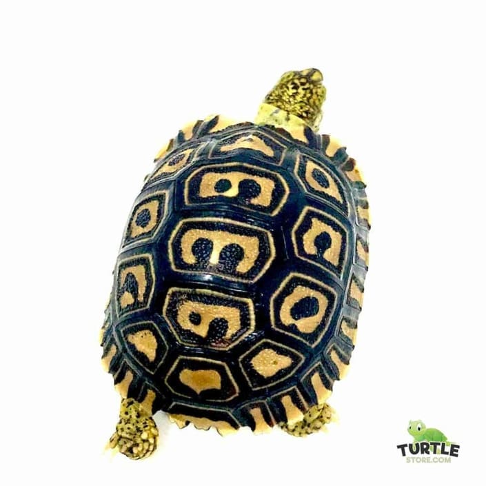Giant South African leopard tortoise for sale | baby Pardalis Pardalis sale