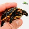 Cherry Head Red Foot Tortoise Size Cherry Head Tortoise Size