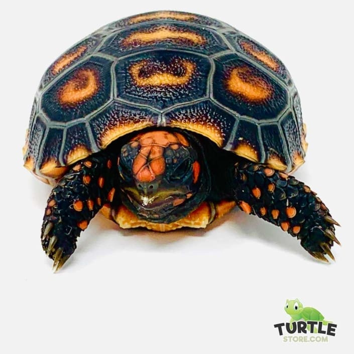 Cherry Head Red Foot Tortoise Size Cherry Head Tortoise Size