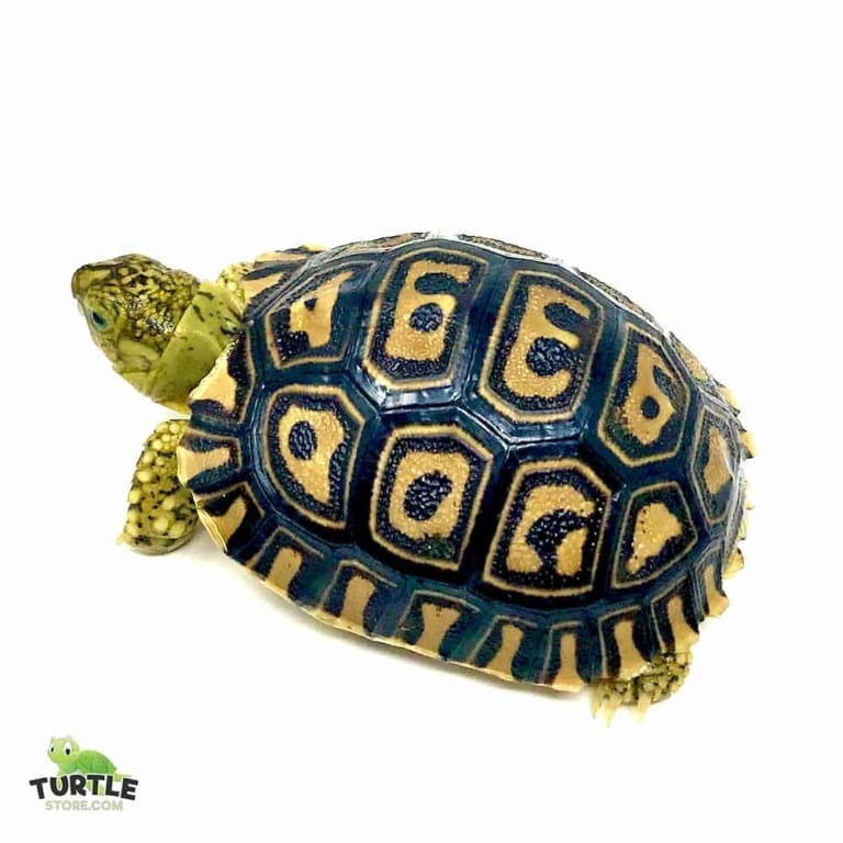 Giant South African leopard tortoise for sale | baby Pardalis Pardalis sale