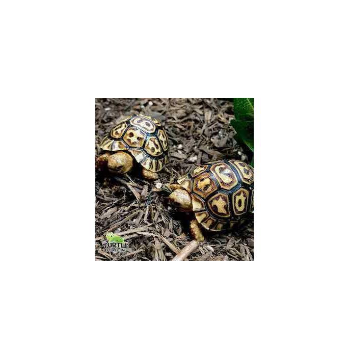 Giant South African leopard tortoise for sale | baby Pardalis Pardalis sale