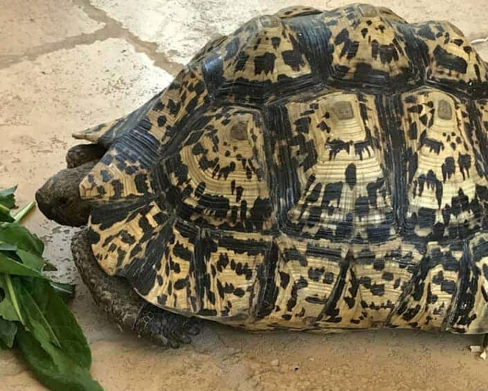 Hybrid South African Leopard Tortoise - Turtlestore.com