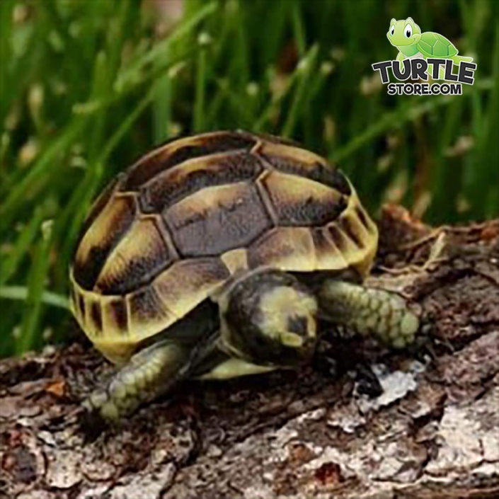 Ibera Greek Tortoise Breeder Ibera Greek Tortoise Breed