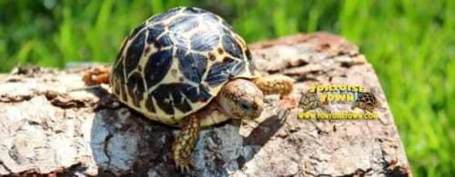 Indian Star Tortoise Care Indian Star Tortoise Care Sheet