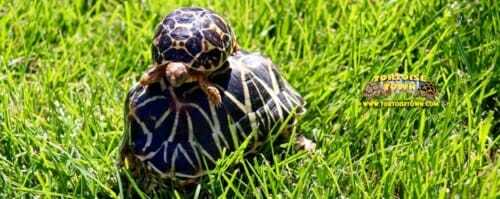 Indian Star Tortoise Care Indian Star Tortoise Care Sheet