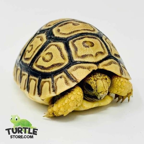 Leopard tortoise size | How to care for baby leopard tortoises size