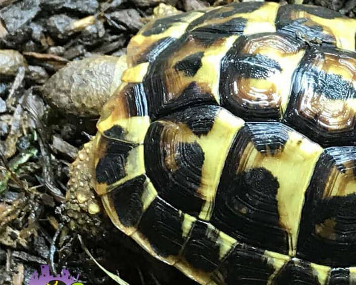 Hermann tortoise for sale | Western Hermann's tortoise breeders near me