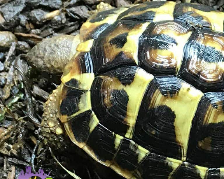 Hermann tortoise for sale | Western Hermann's tortoise breeders near me