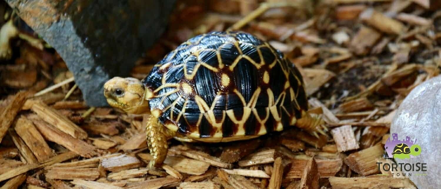 Burmese Star Tortoise Size Burmese Star Tortoise Sizing