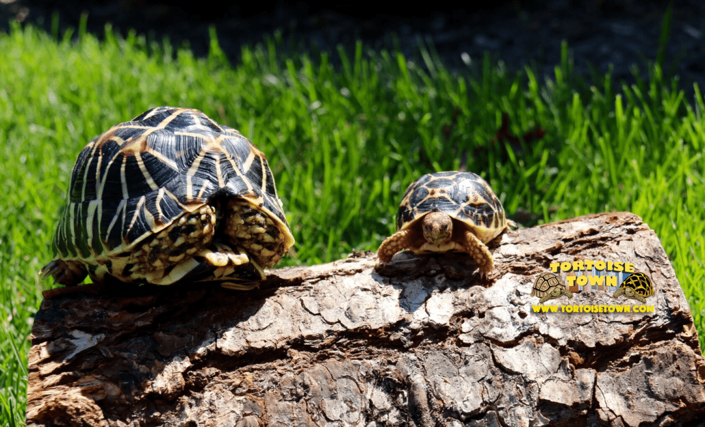 Indian Star Tortoise Breeder Indian Star Tortoise Breeding