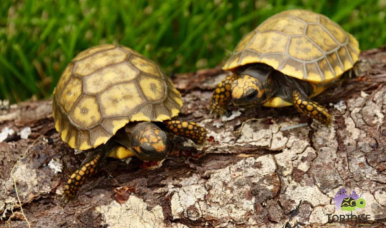 Yellow Footed Tortoise - Turtlestore.com