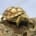 Sulcata Tortoise Substrate | what is the best substrate for a Sulcata ...