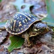 Turtle store | baby turtles for sale online | buy real live turtle for sale