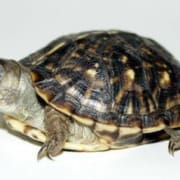 Eastern box turtles for sale online | baby eastern box turtle near me