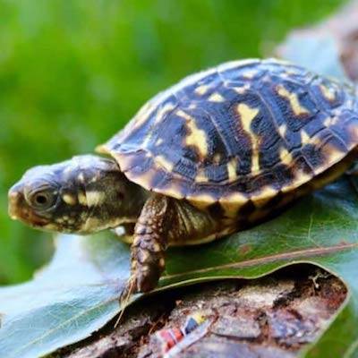 Turtle store | baby turtles for sale online | buy real live turtle for sale