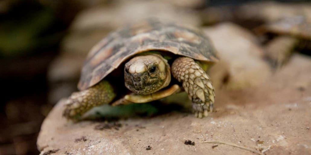 african pancake tortoise for sale baby pancake tortoises hatchling sale ...