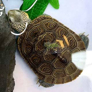 Turtle store | baby turtles for sale online | buy real live turtle for sale