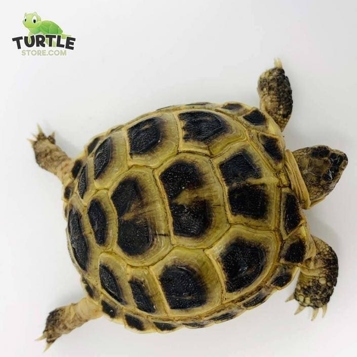 Russian tortoise care sheet | How to care for a baby Russian tortoise