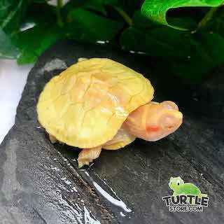 Turtle store | baby turtles for sale online | buy real live turtle for sale