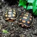 medium size tortoise for sale online | medium sized tortoise species breeds