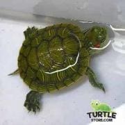Turtle store | baby turtles for sale online | buy real live turtle for sale