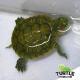 Turtle store | baby turtles for sale online | buy real live turtle for sale