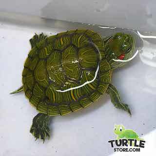 Turtle store | baby turtles for sale online | buy real live turtle for sale
