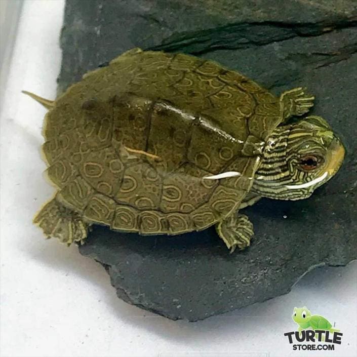 map turtles for sale | baby map turtle for sale online from the turtle ...