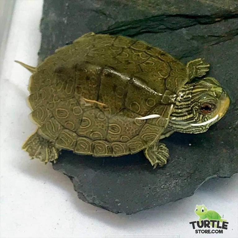 Mississippi map turtle for sale baby Mississippi map turtles for sale ...