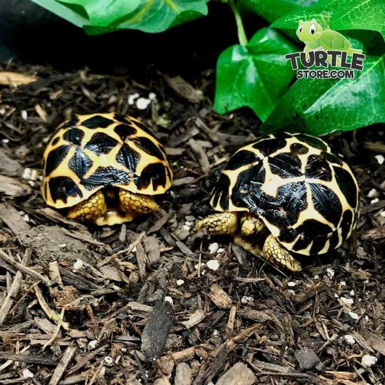 Indian Star tortoise for sale | baby Indian Star tortoises for sale ...