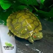 Turtle store | baby turtles for sale online | buy real live turtle for sale