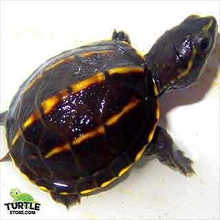 Aquatic turtles for sale | baby water turtle online cheap turtle store
