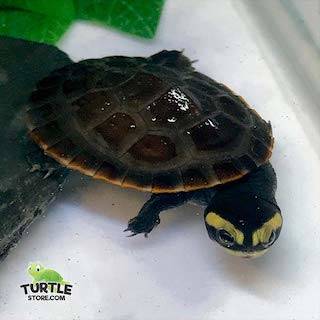 Aquatic turtles for sale | baby water turtle online cheap turtle store