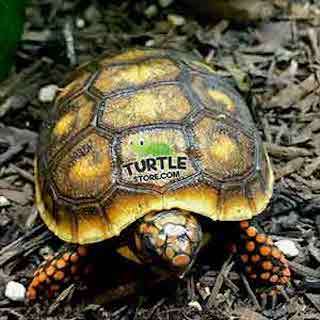 Turtle store | baby turtles for sale online | buy real live turtle for sale