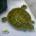 Turtle store | baby turtles for sale online | buy real live turtle for sale