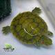 Turtle store | baby turtles for sale online | buy real live turtle for sale