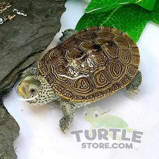 Turtle store | baby turtles for sale online | buy real live turtle for sale